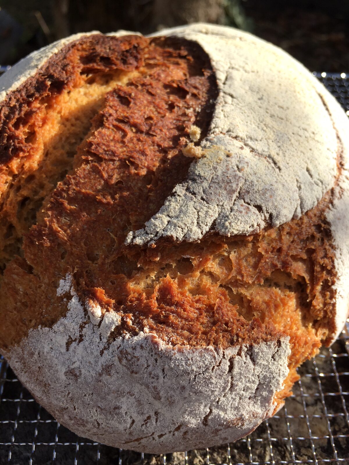 Box Kit de démarrage Levain – Coffret Starter Kit (Millésime 2009 ...